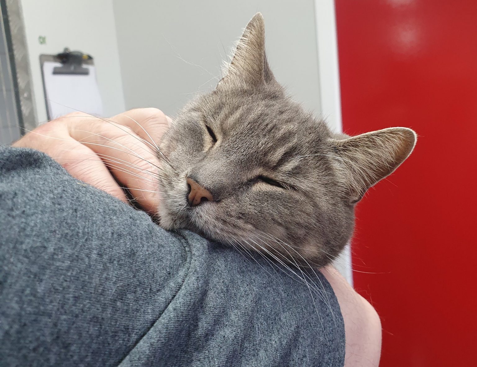 Contact & Hours - Coast Cattery